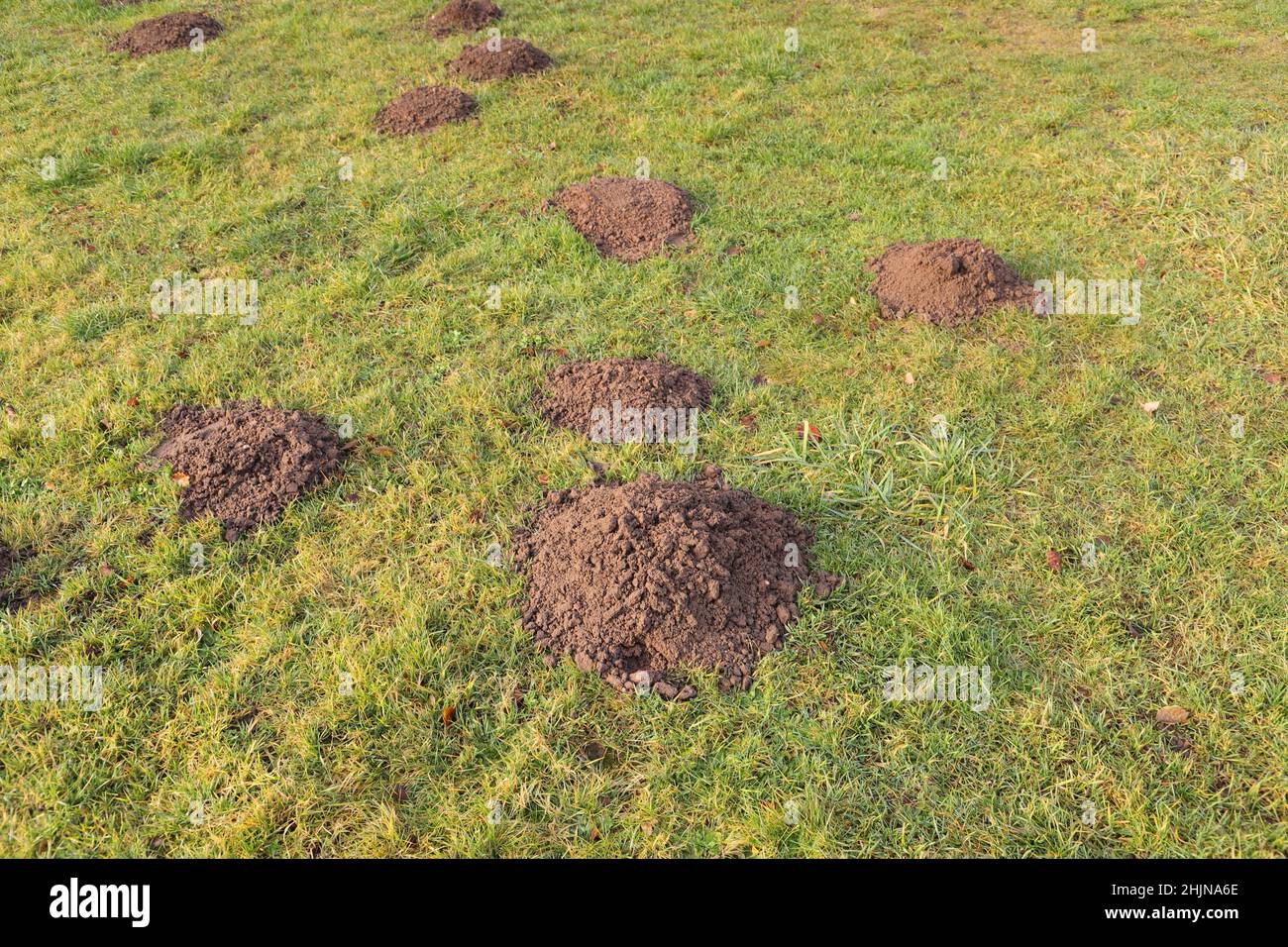 many molehill in the garden Stock Photo - Alamy