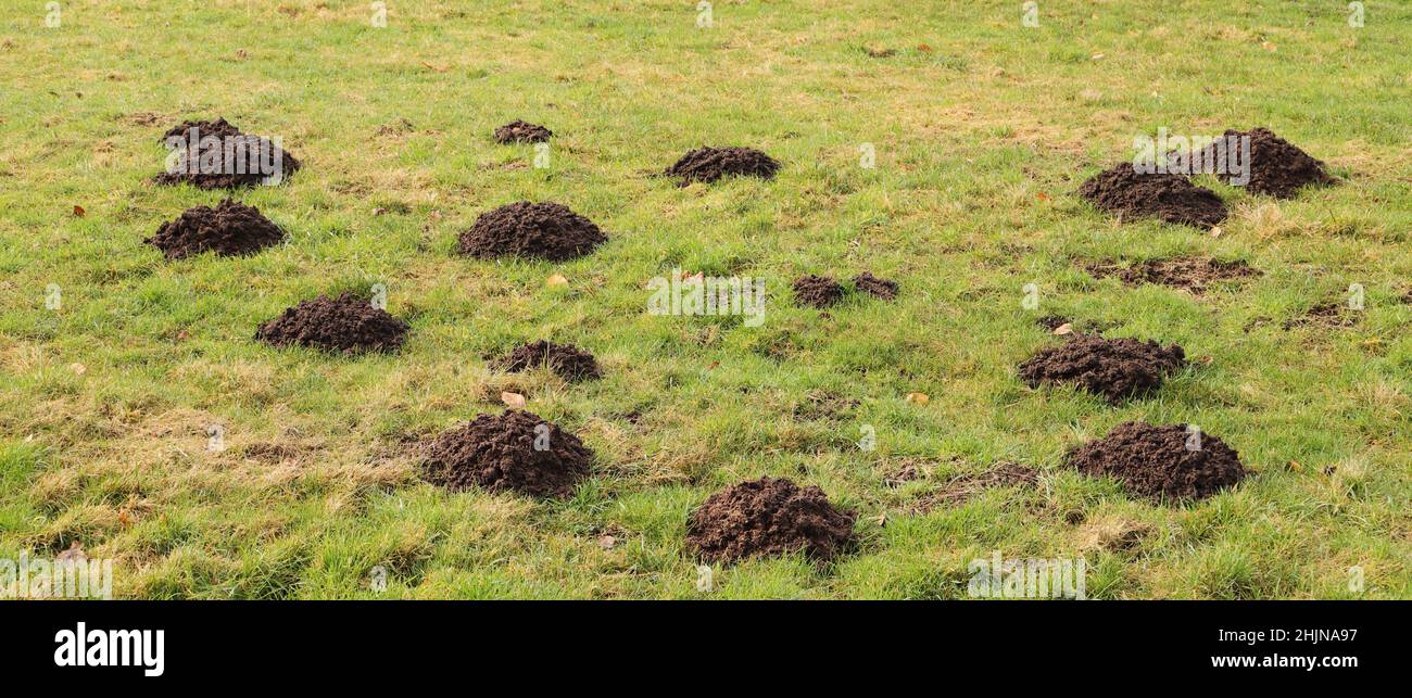 Mole hill molehills moles hi-res stock photography and images - Alamy