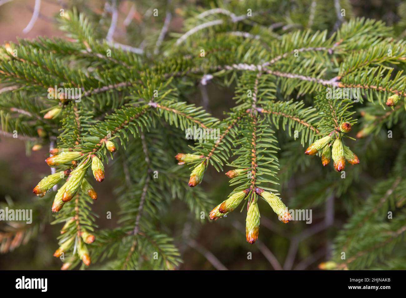 Spruce branches with new buds Stock Photo - Alamy