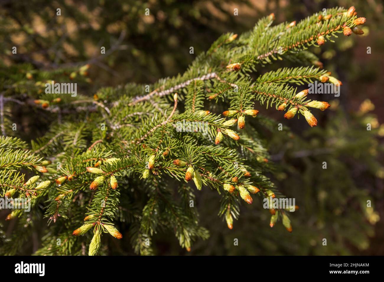 Spruce tree branch at spring Stock Photo - Alamy