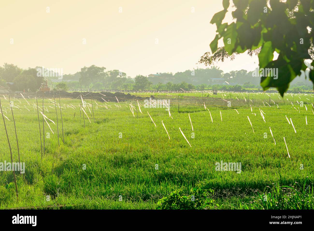 Green nature landscape with paddy rice field and in Penampang, Sabah ...
