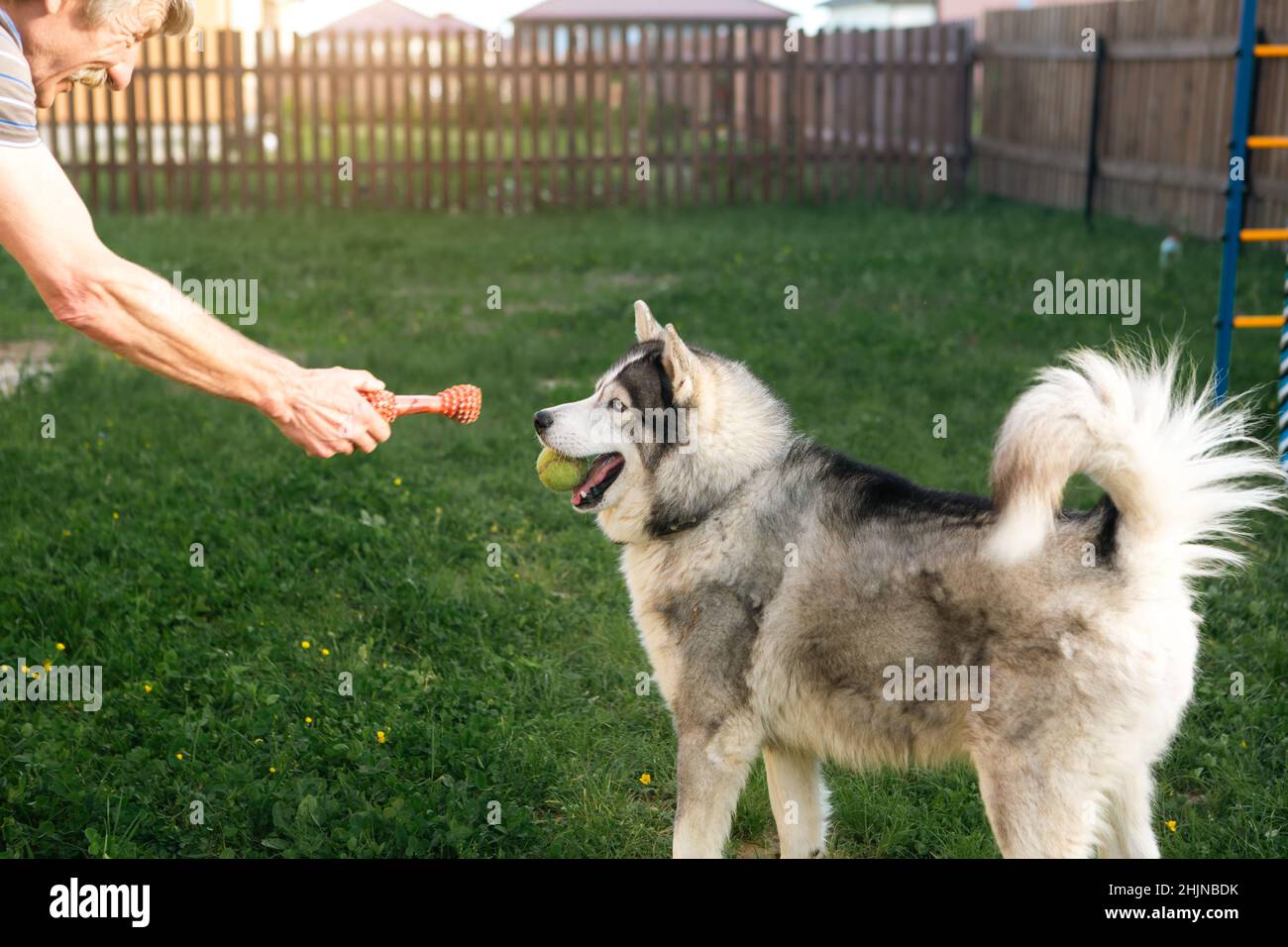 Owner is playing with a husky dog in yard of house on grass behind ...