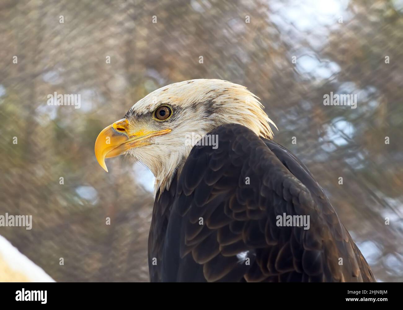 The head of a bald eagle. A bird of prey from the family of hawks with ...