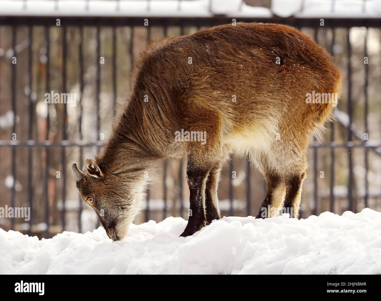 A young blue ram in profile. Mountain wild animal of the Himalayas on ...