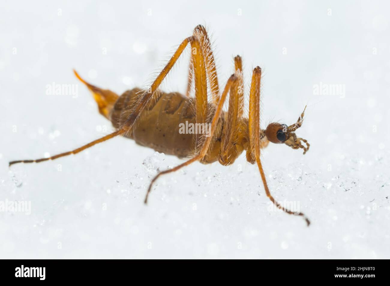 Snow fly (Chionea lutescens) walking on snow, wild Finland Stock Photo ...
