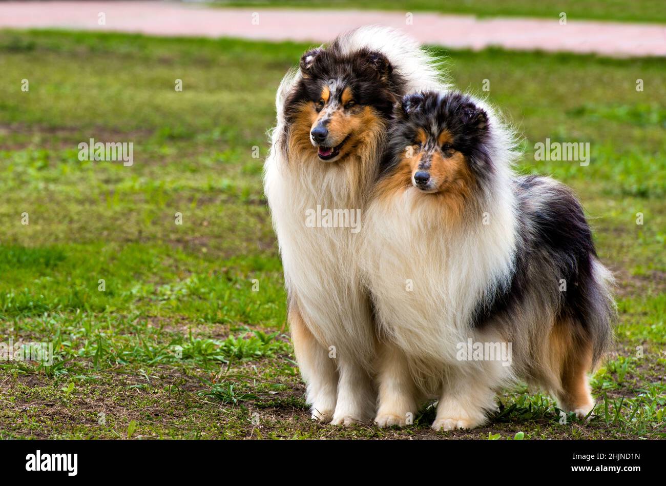 Rough haired collie hi-res stock photography and images - Alamy