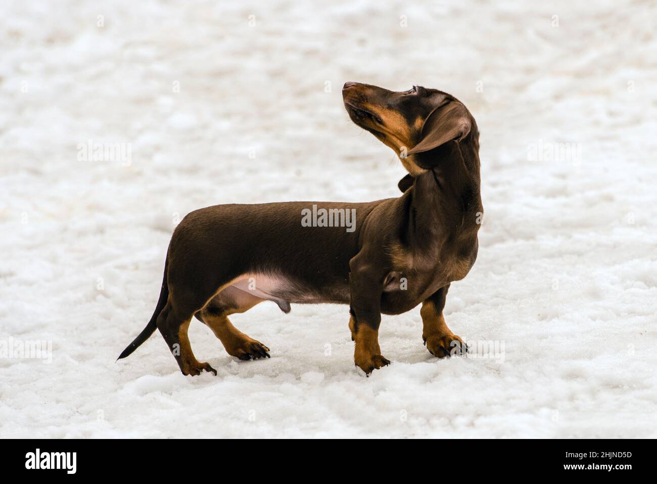 Dachshund looks back. Dachshunds is in the park Stock Photo - Alamy