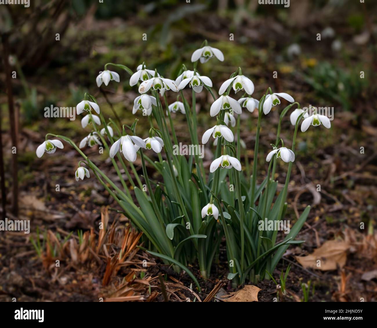 small clump of Snowdrop (Galanthus 'Ophelia') in a garden in winter ...
