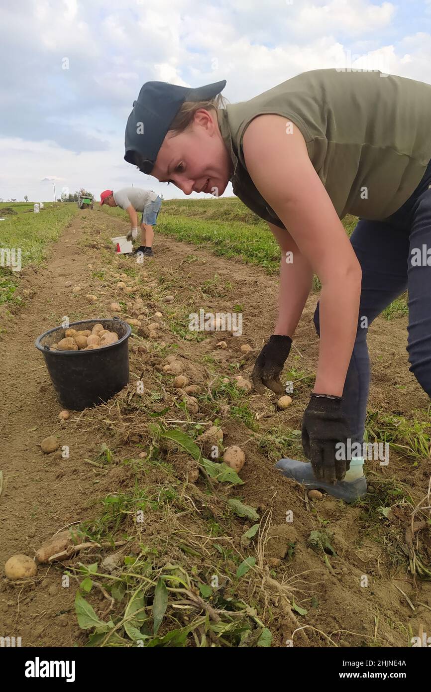 Harvesting potatoes in the field, people harvesting potatoes with their ...