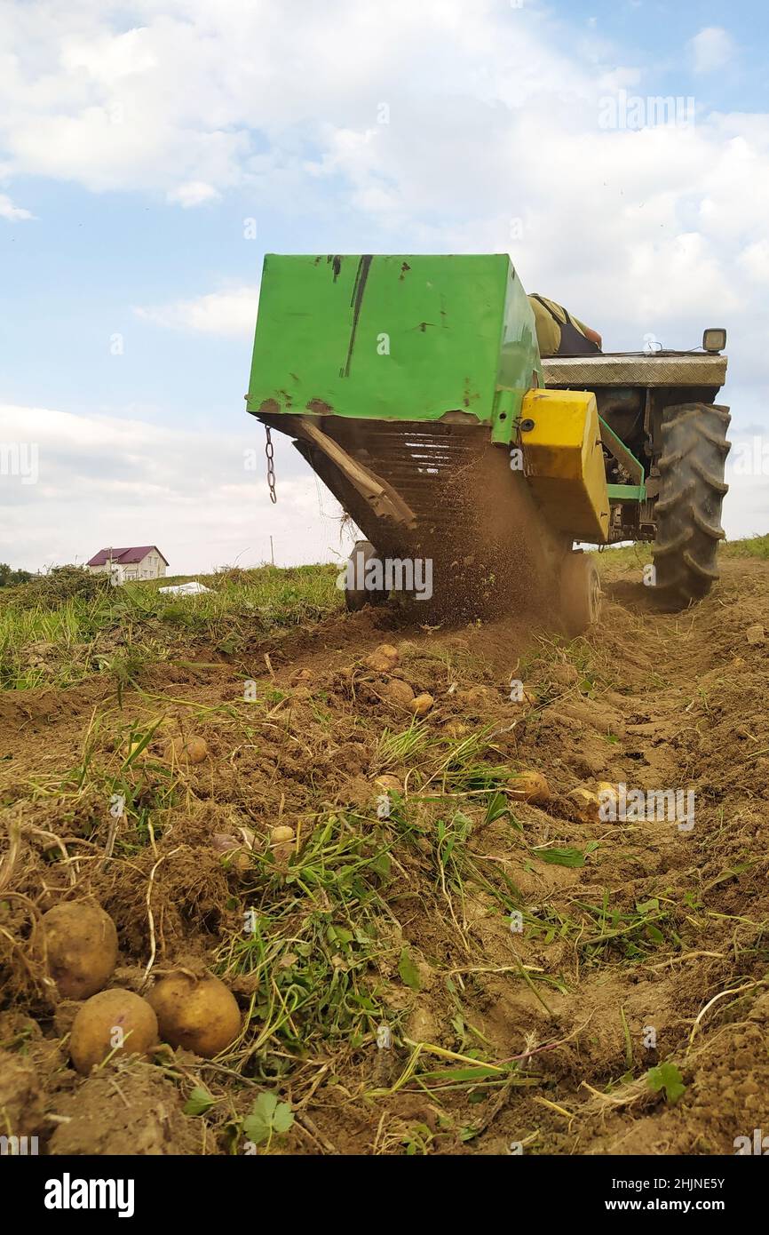 Tractor plows a row of potatoes, harvesting yellow potatoes in the ...