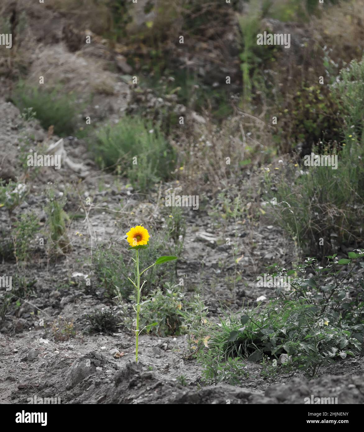 Single sunflower on a garbage dump Stock Photo - Alamy