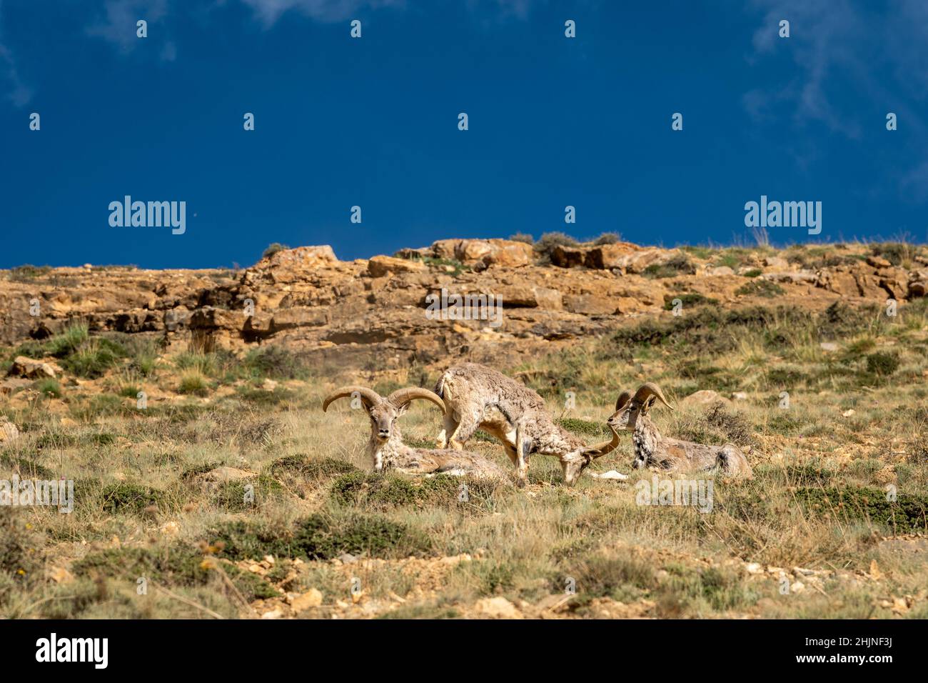 bharal or himalayan blue sheep group or family major prey of snow ...
