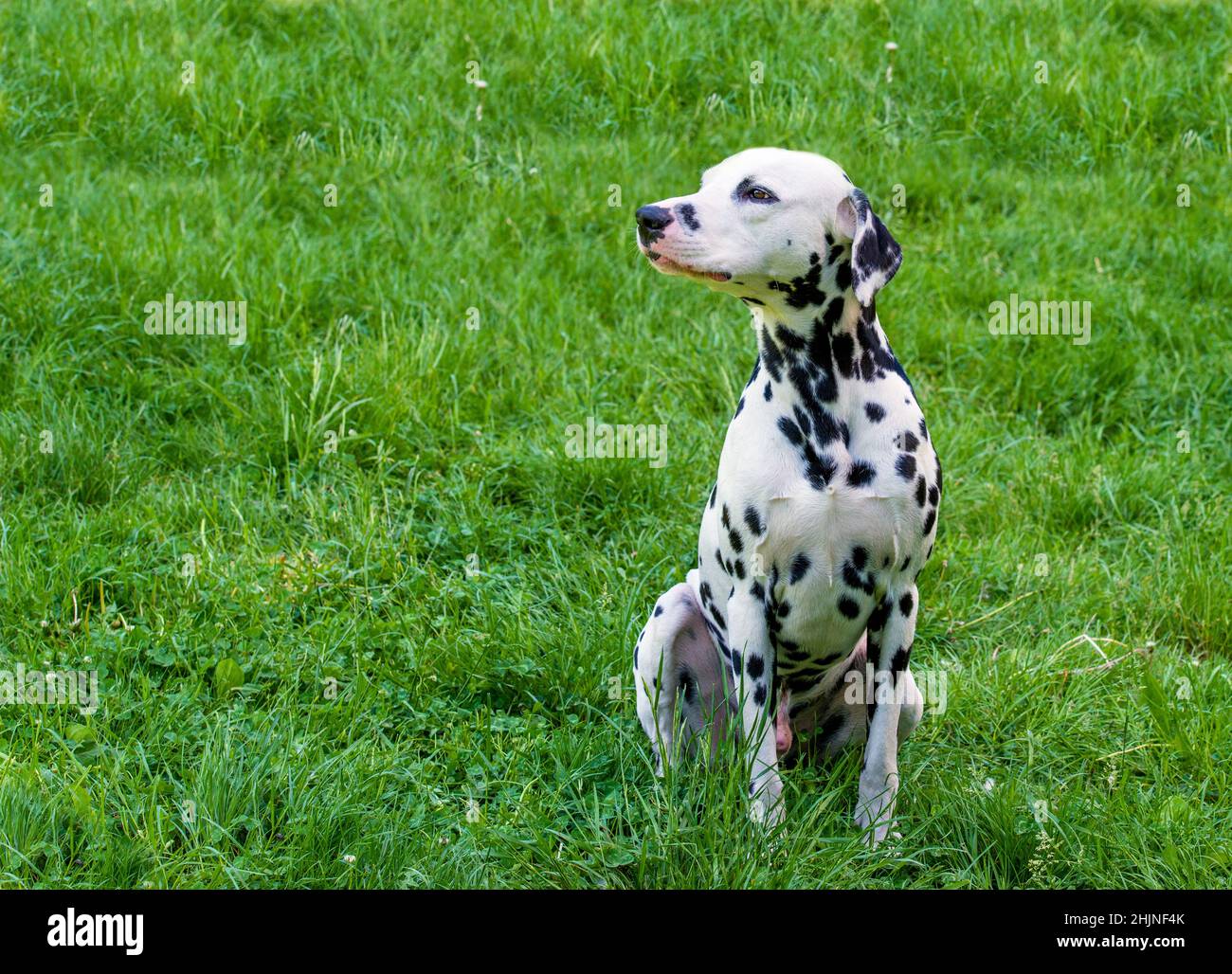 Dalmatian left side. The Dalmatian is on the green grass Stock Photo ...