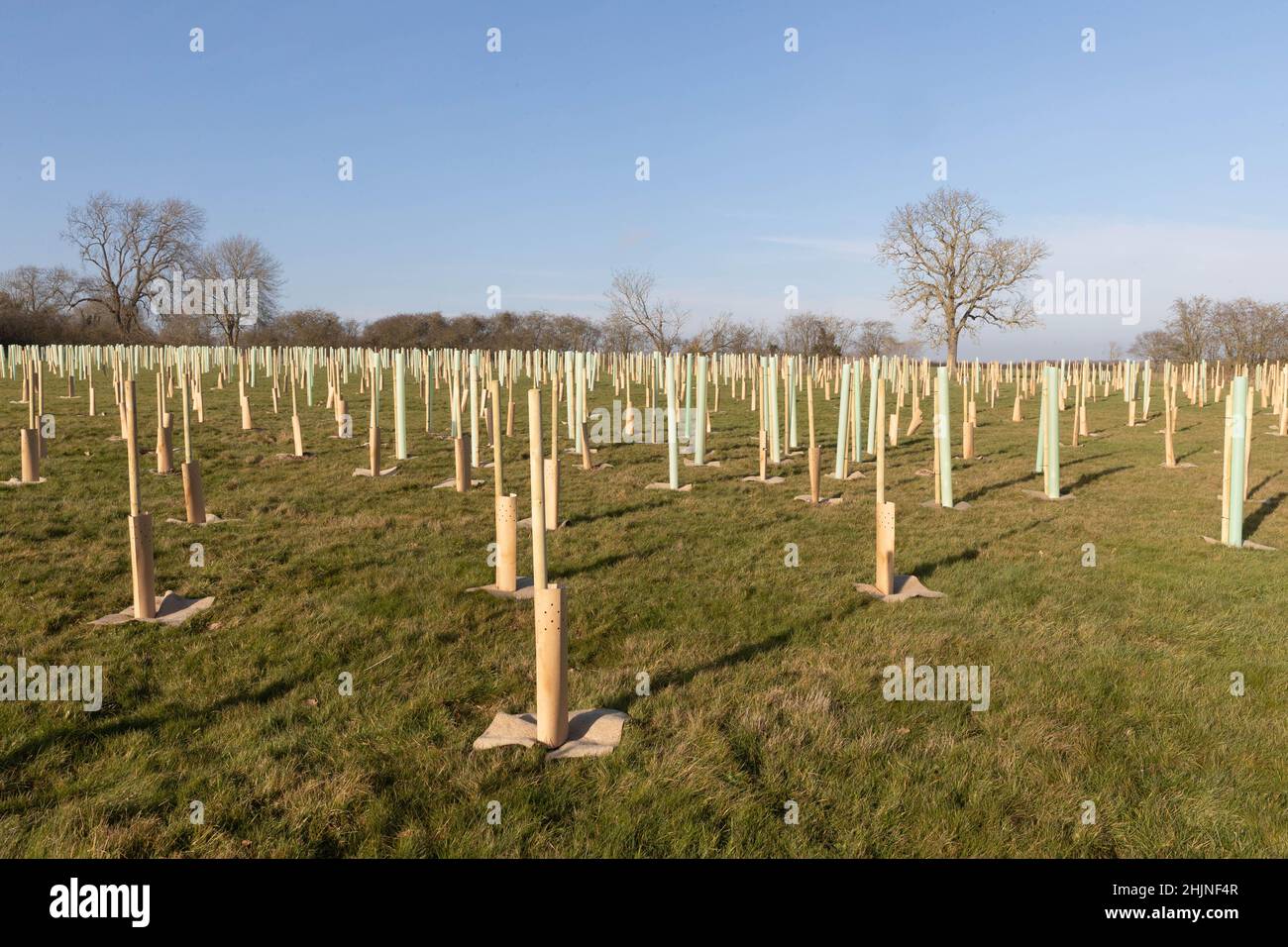 Woodland planting on farm hi-res stock photography and images - Alamy