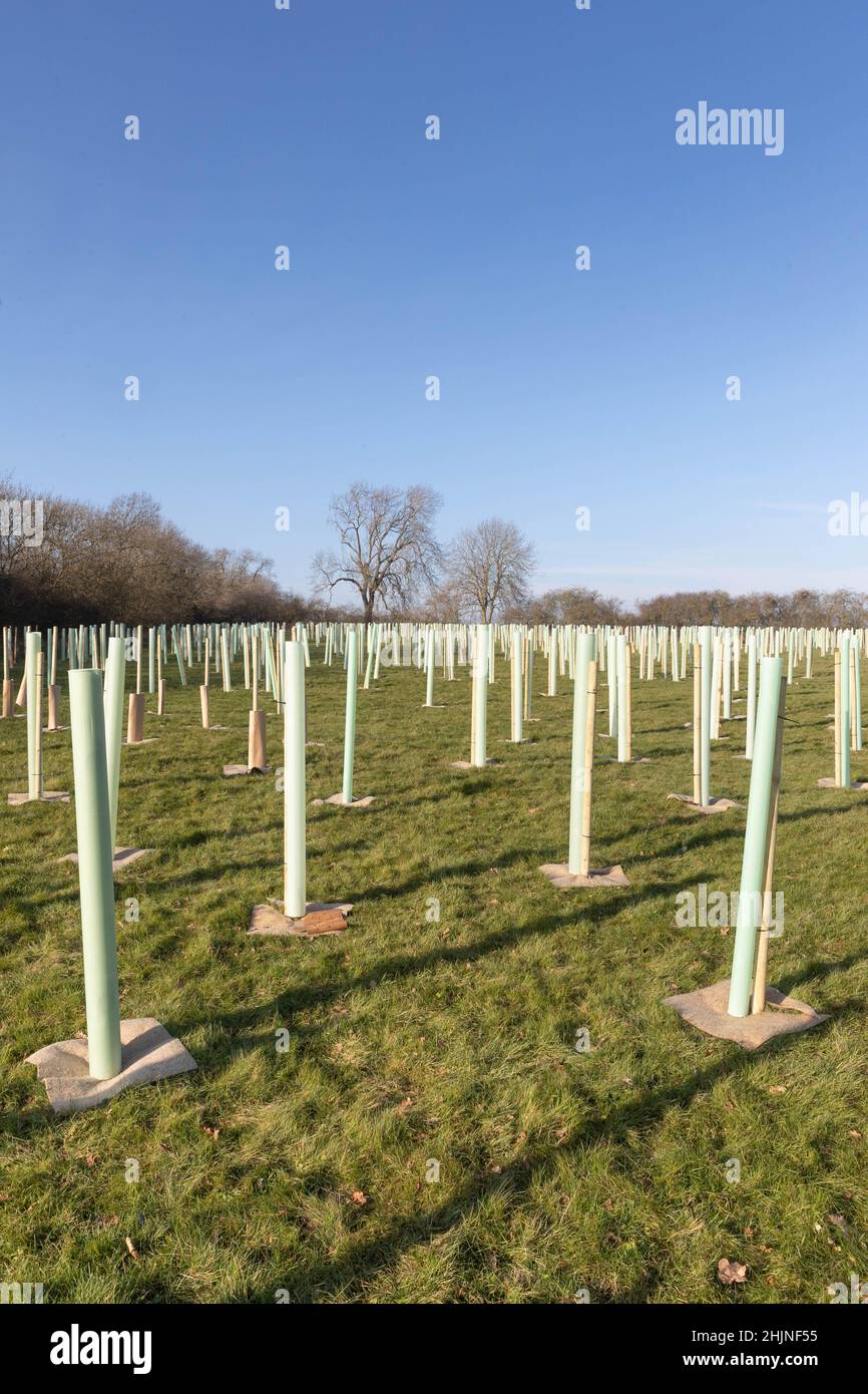 Planting elm trees uk hi-res stock photography and images - Alamy