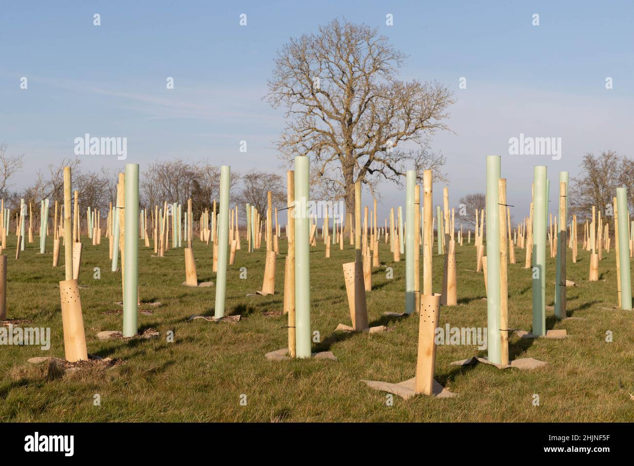 Planting elm trees uk hi-res stock photography and images - Alamy
