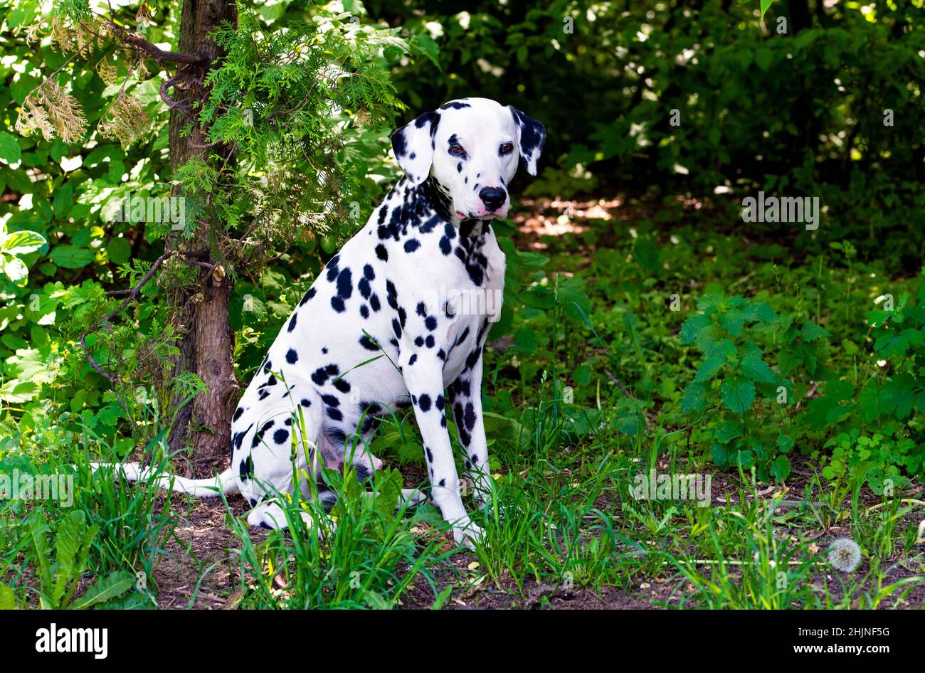 Dalmatian right side. The Dalmatian is on the green grass Stock Photo ...