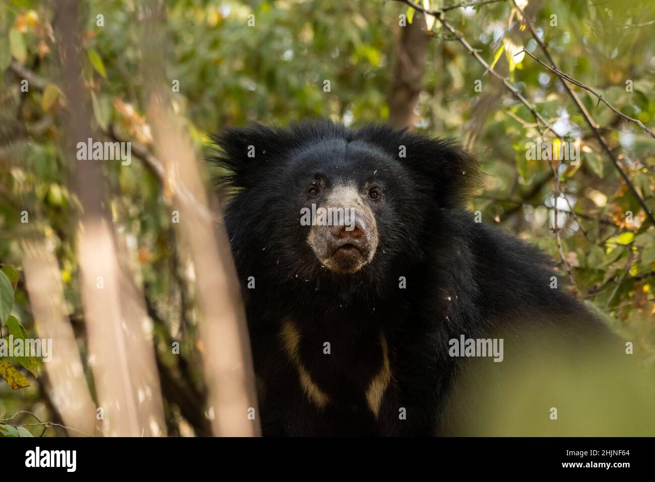 sloth bear or Melursus ursinus portrait in natural green background an ...