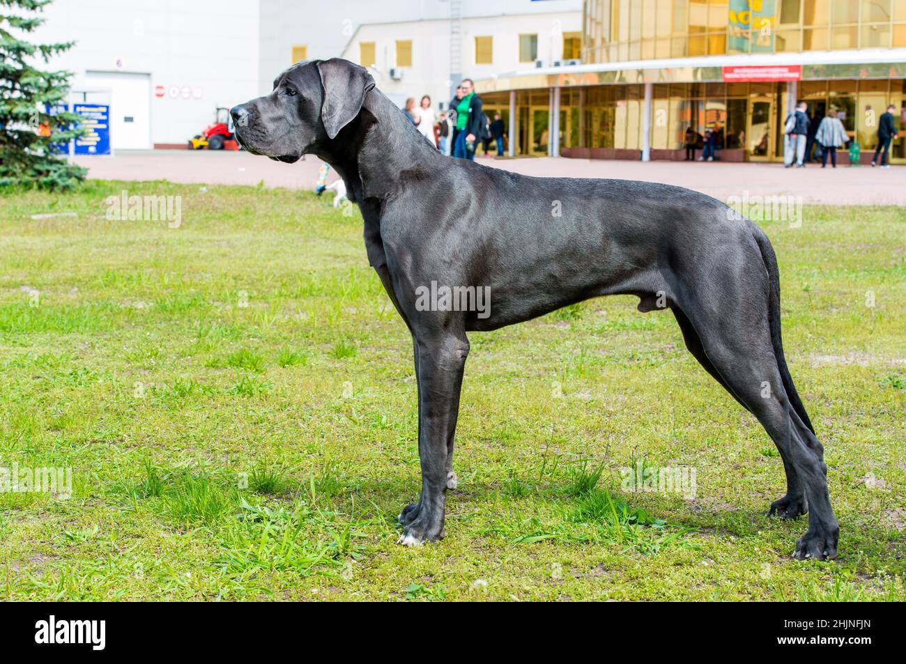 Blue great dane hi-res stock photography and images - Alamy