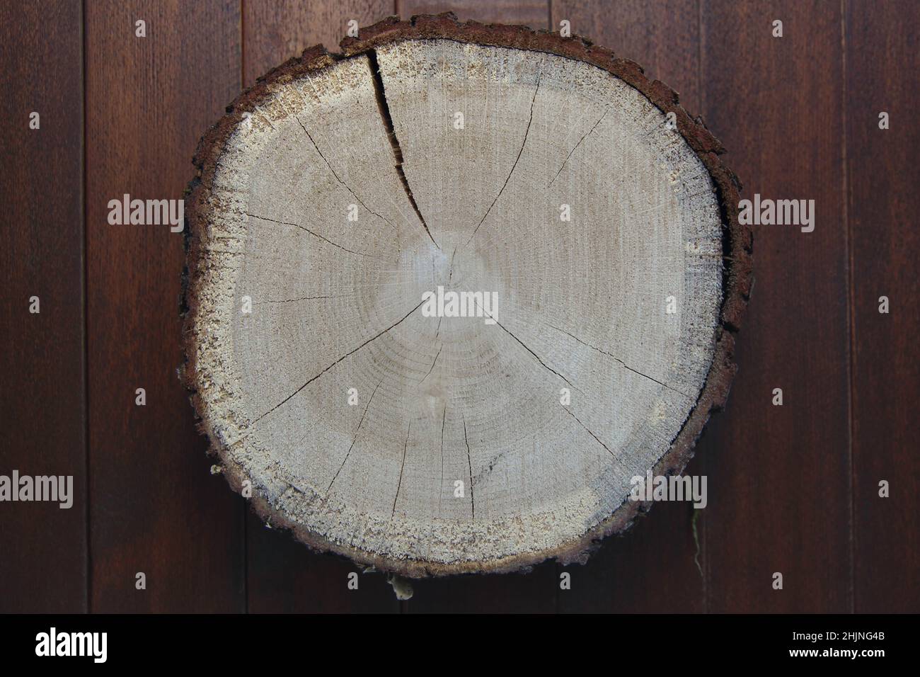 cross section of tree trunk Stock Photo - Alamy