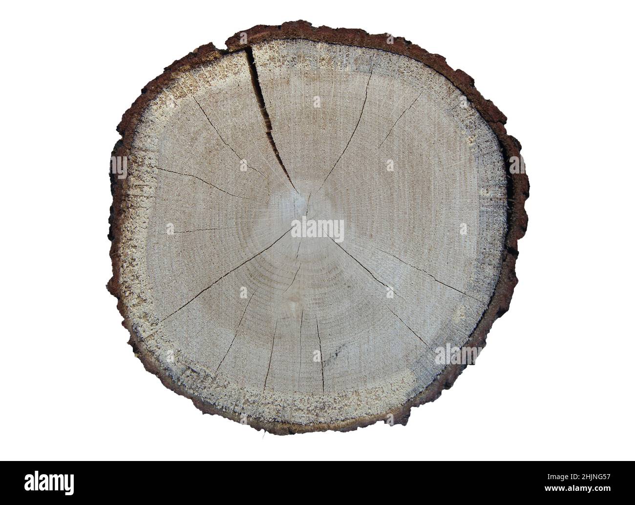 cross section of tree trunk Stock Photo - Alamy