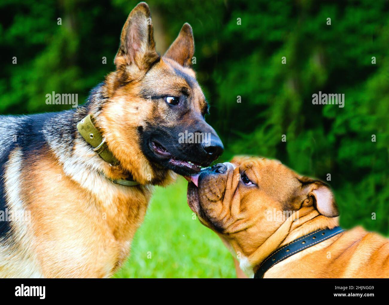 German shepherd and Bulldog. German shepherd and Bulldog The German ...
