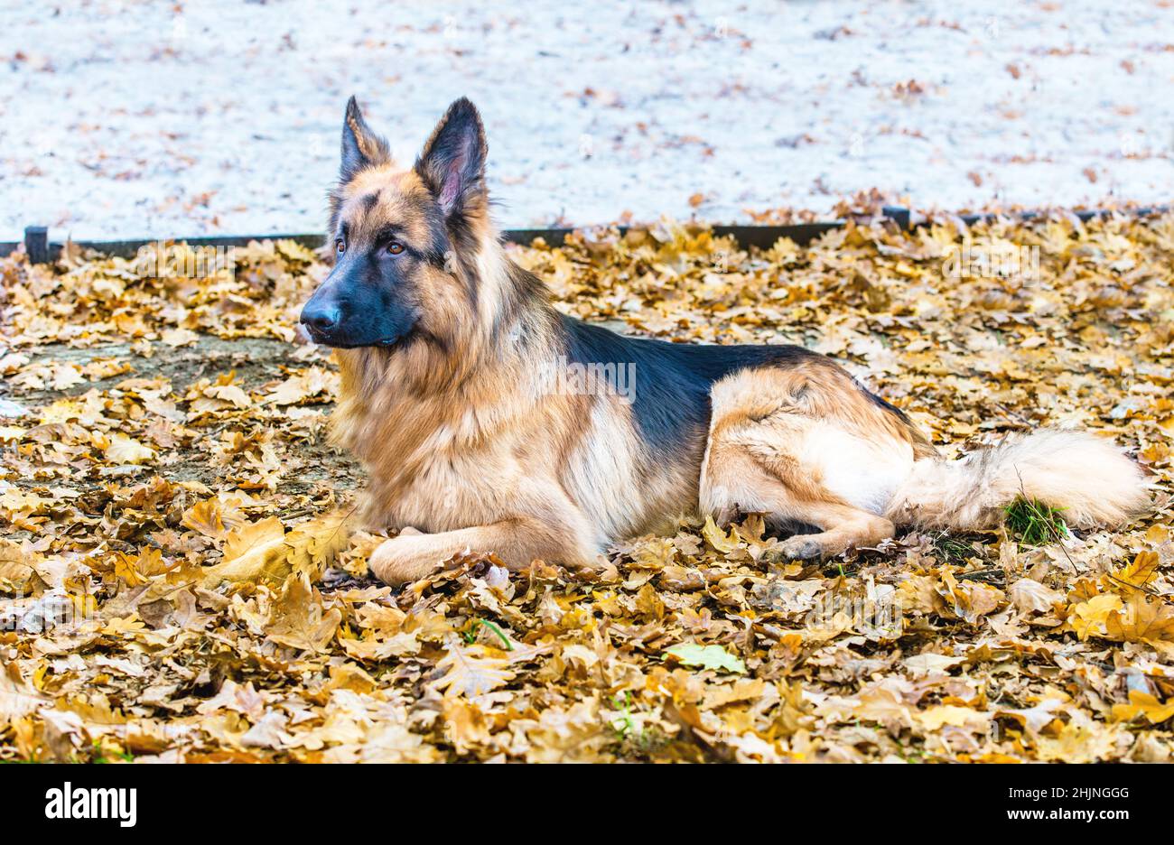 German shepherd sheep in competition hi-res stock photography and ...