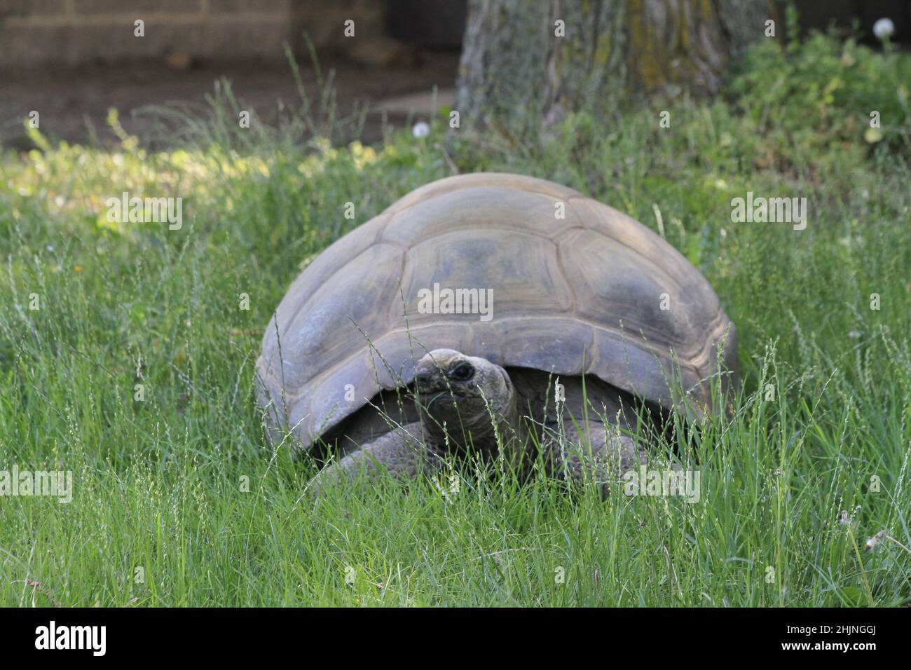 Giant Tortoise shot closeup in green grass Stock Photo - Alamy