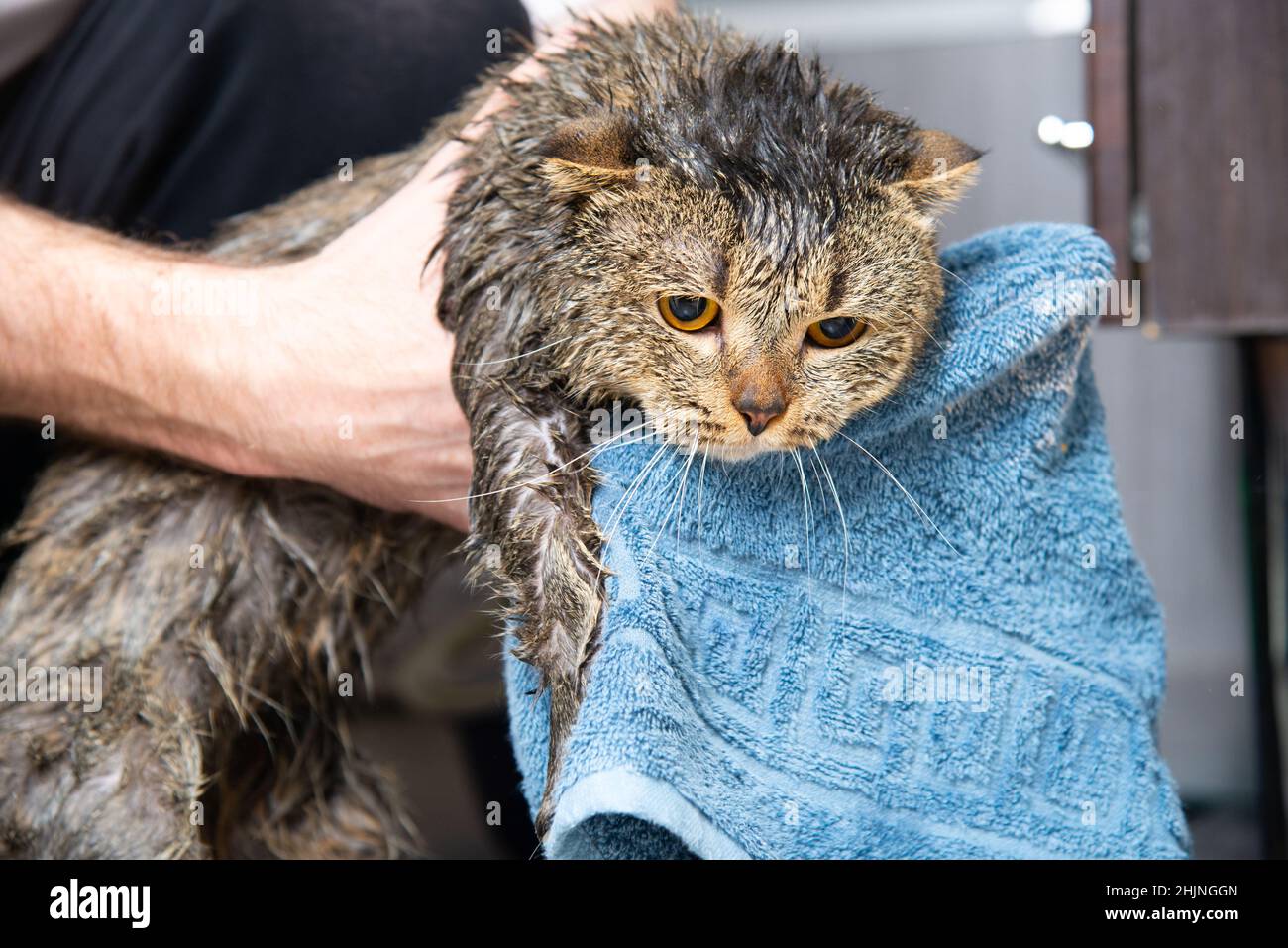 Scottish fold cat in a towel. Wet cat after bathing in a blue towel ...