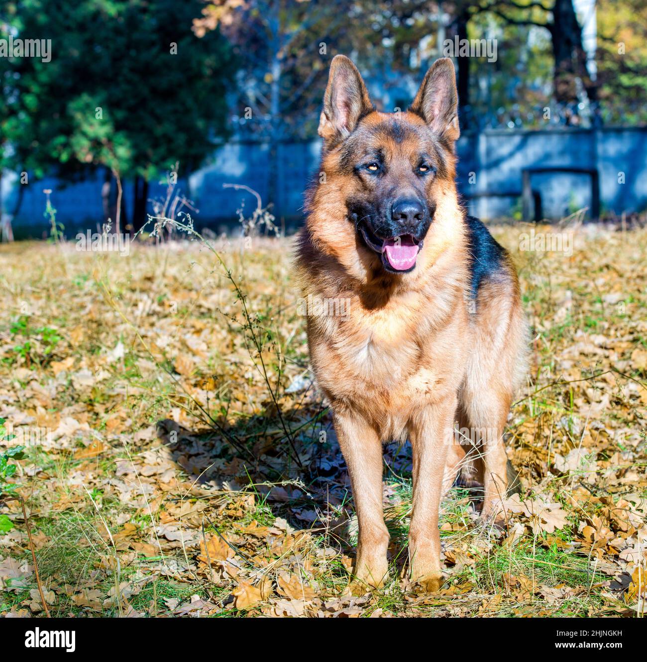 German shepherd in competition hi-res stock photography and images - Alamy