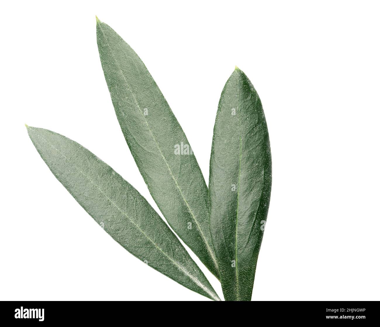 Photo of green olive leaves isolated on white background Stock Photo ...