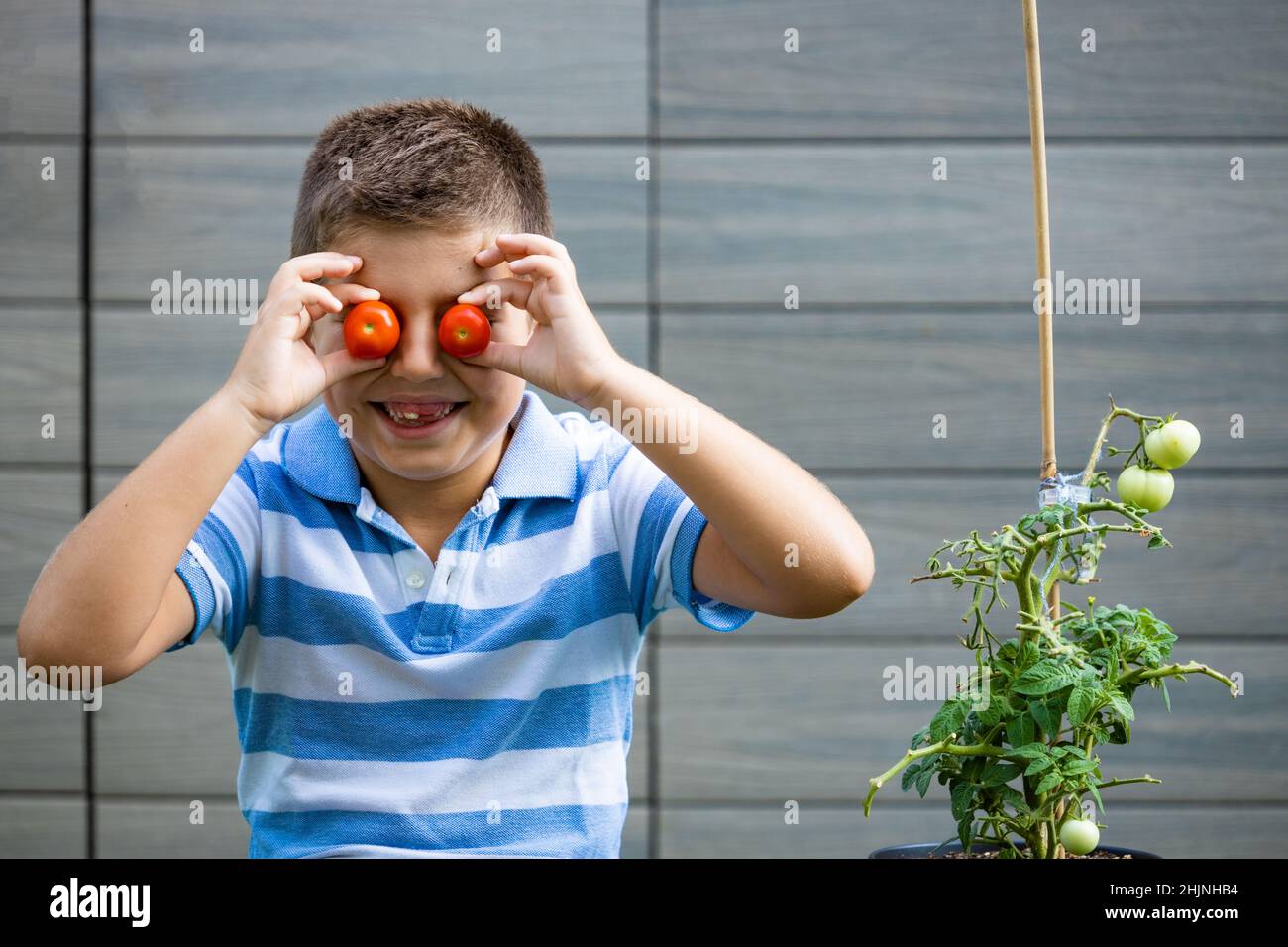 Boy putting tomatoes on his eyes that he has picked from a tomato plant ...