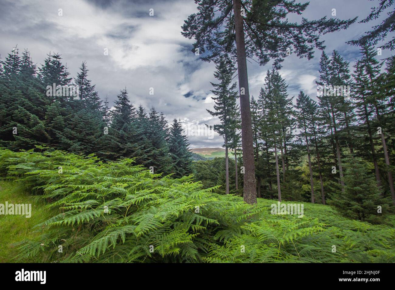 Wicklow Mountains National Park, County Dublin, Ireland, wandering ...