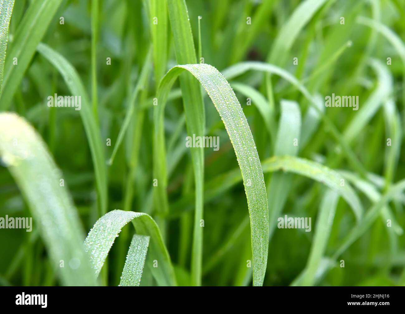 Forest blade of grass. Dew drops on bent leaves on a blurry background ...