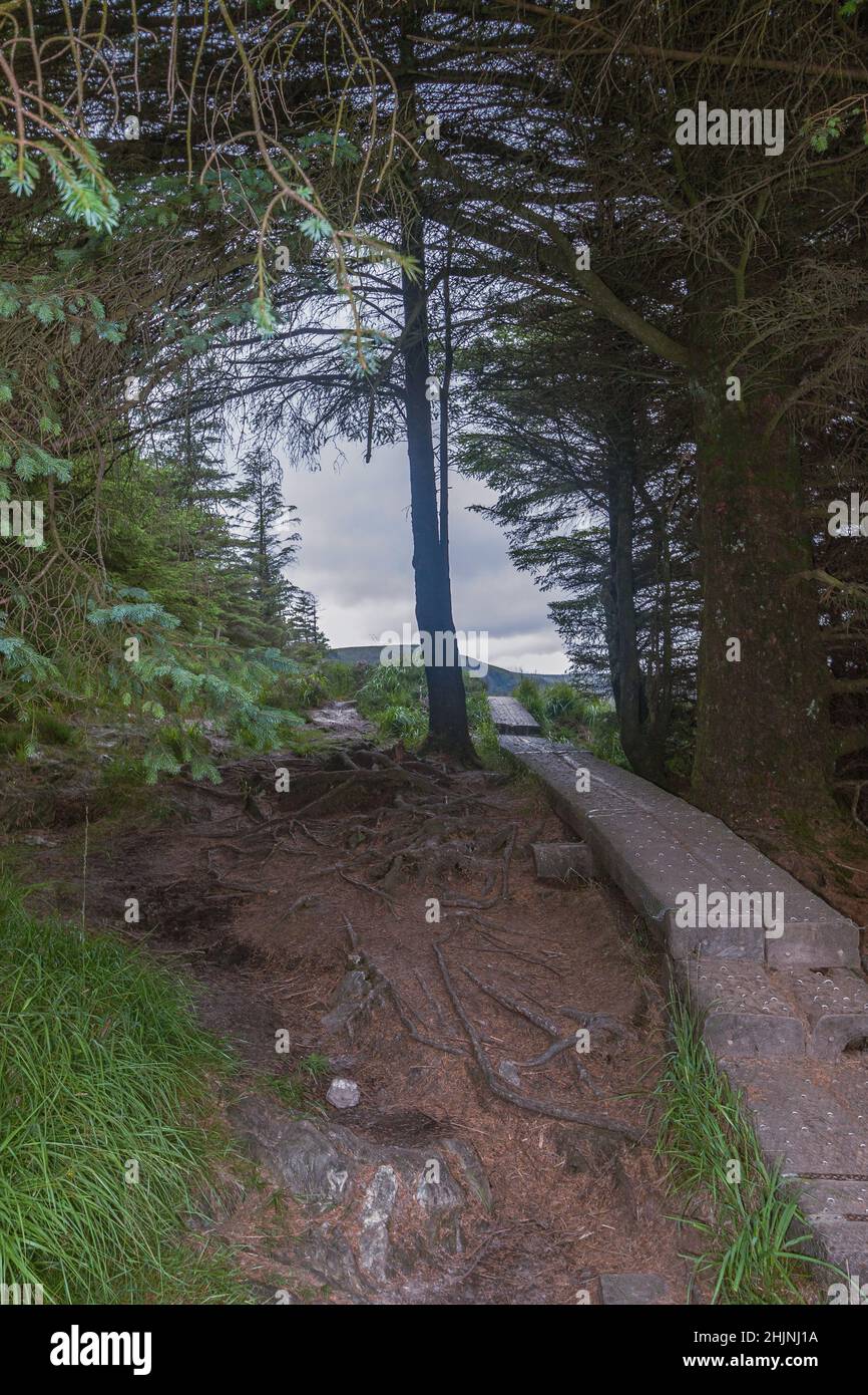 Wicklow Mountains National Park, County Dublin, Ireland, wandering ...