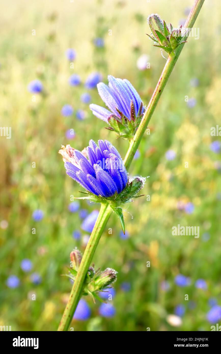 Chicory Bud. Bright blue field flower on a stalk on a blurry background ...