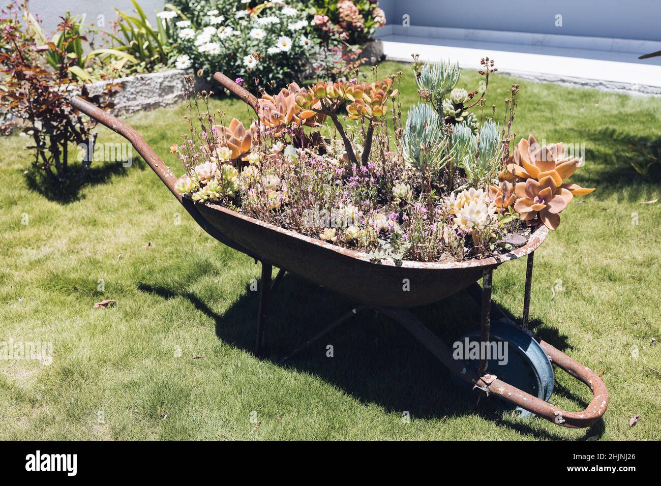Old wheelbarrow repurposed as a planter for cacti and succulents at a ...