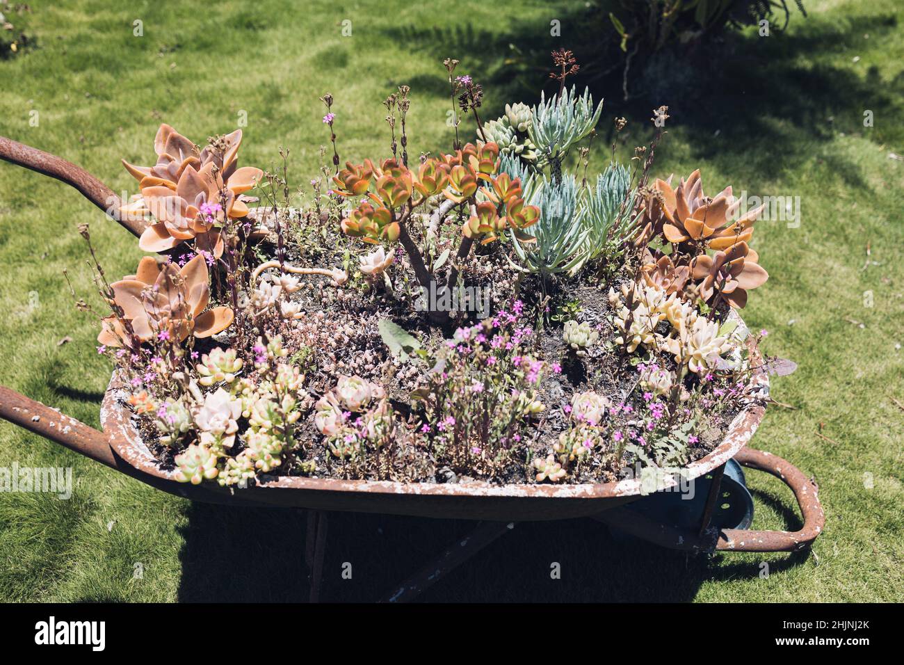 Old wheelbarrow repurposed as a planter for cacti and succulents at a ...