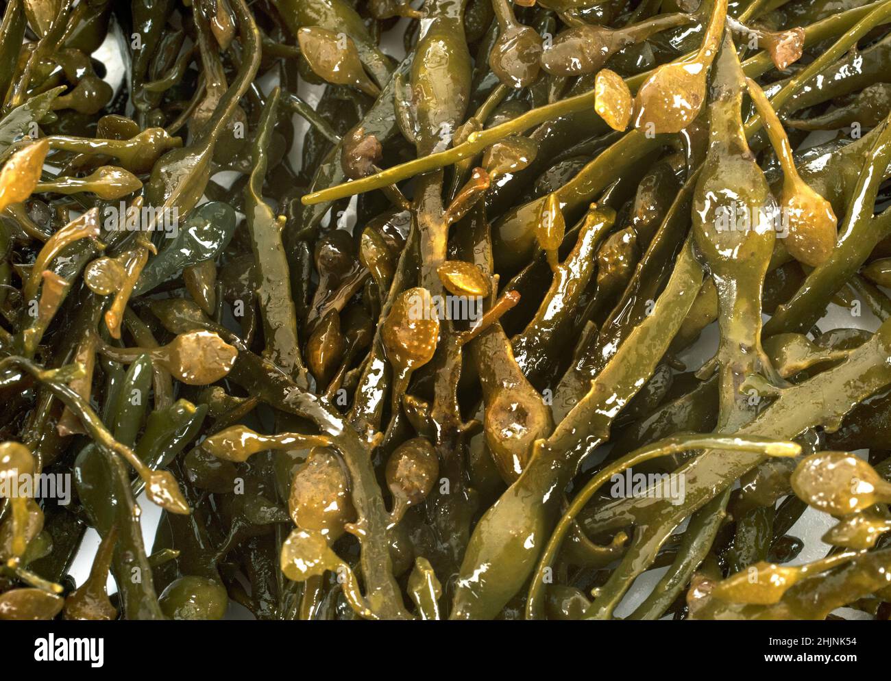 Fucus vesiculosus in front of white background Stock Photo - Alamy