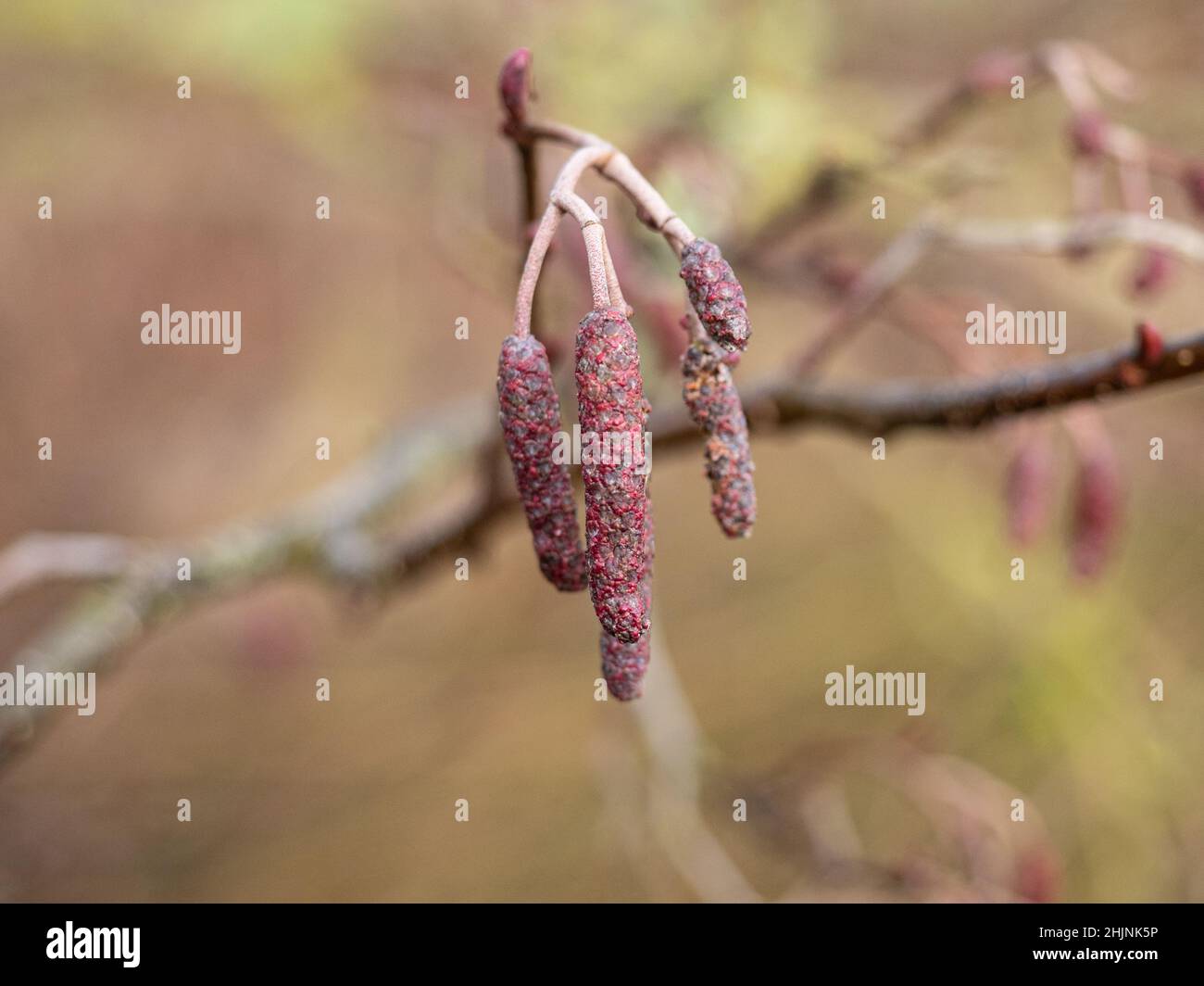 A close up of the distinctive red tinged male catkins of Alder -Alnus ...