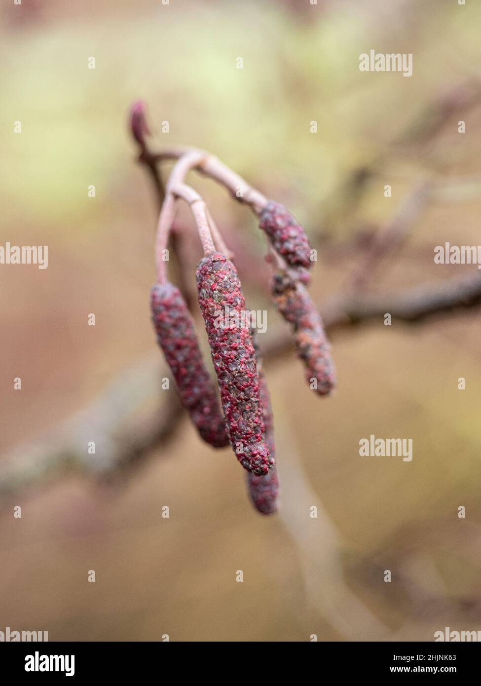 A close up of the distinctive red tinged male catkins of Alder -Alnus ...