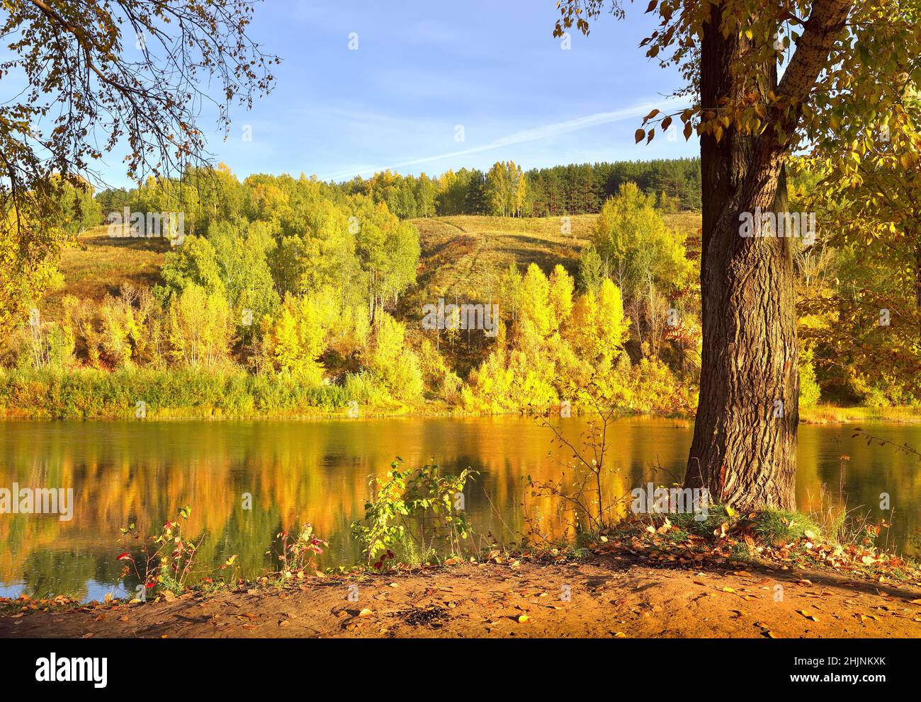 Autumn Bank of the Inya river. The relief trunk of a willow, the water ...