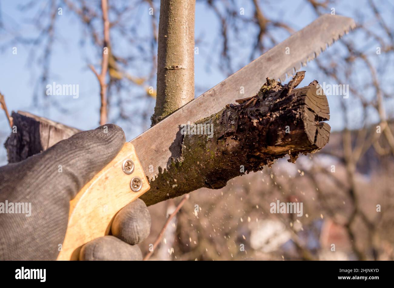 Garden pruning saw hi-res stock photography and images - Alamy