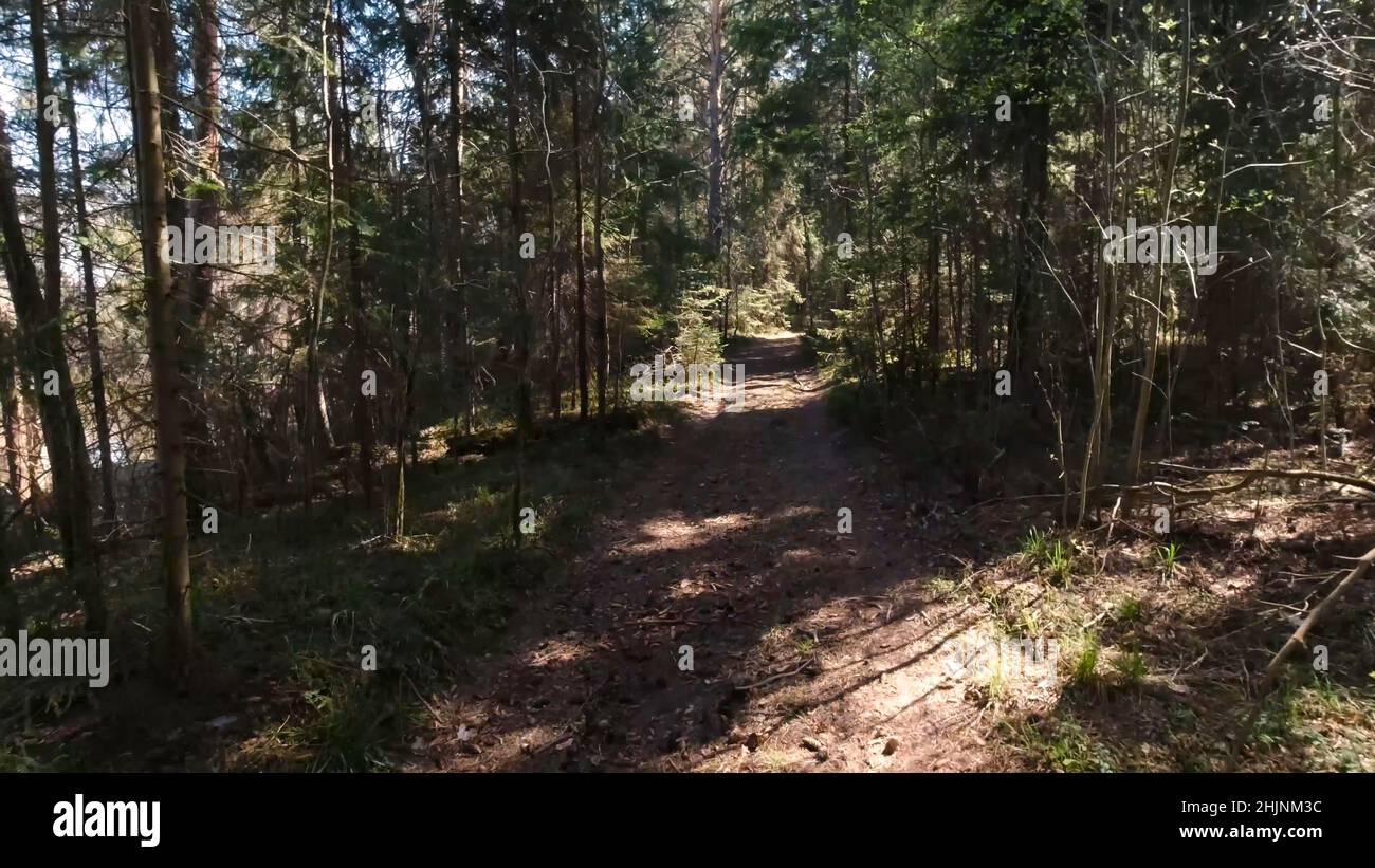 Single walk along forest path on sunny day. Clip. First-person view of ...
