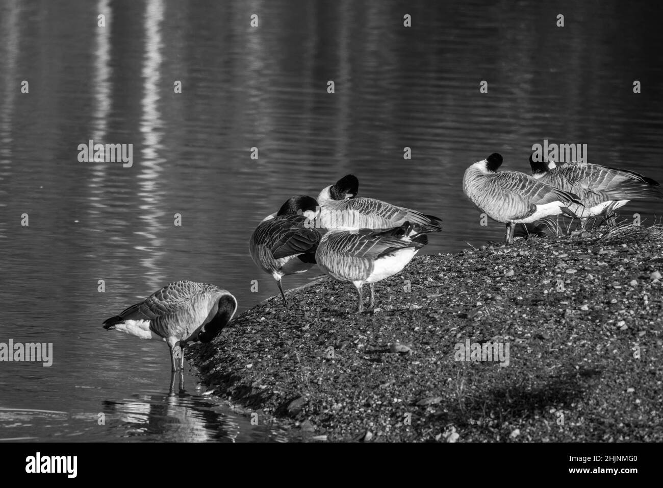 Preening geese Black and White Stock Photos & Images - Alamy
