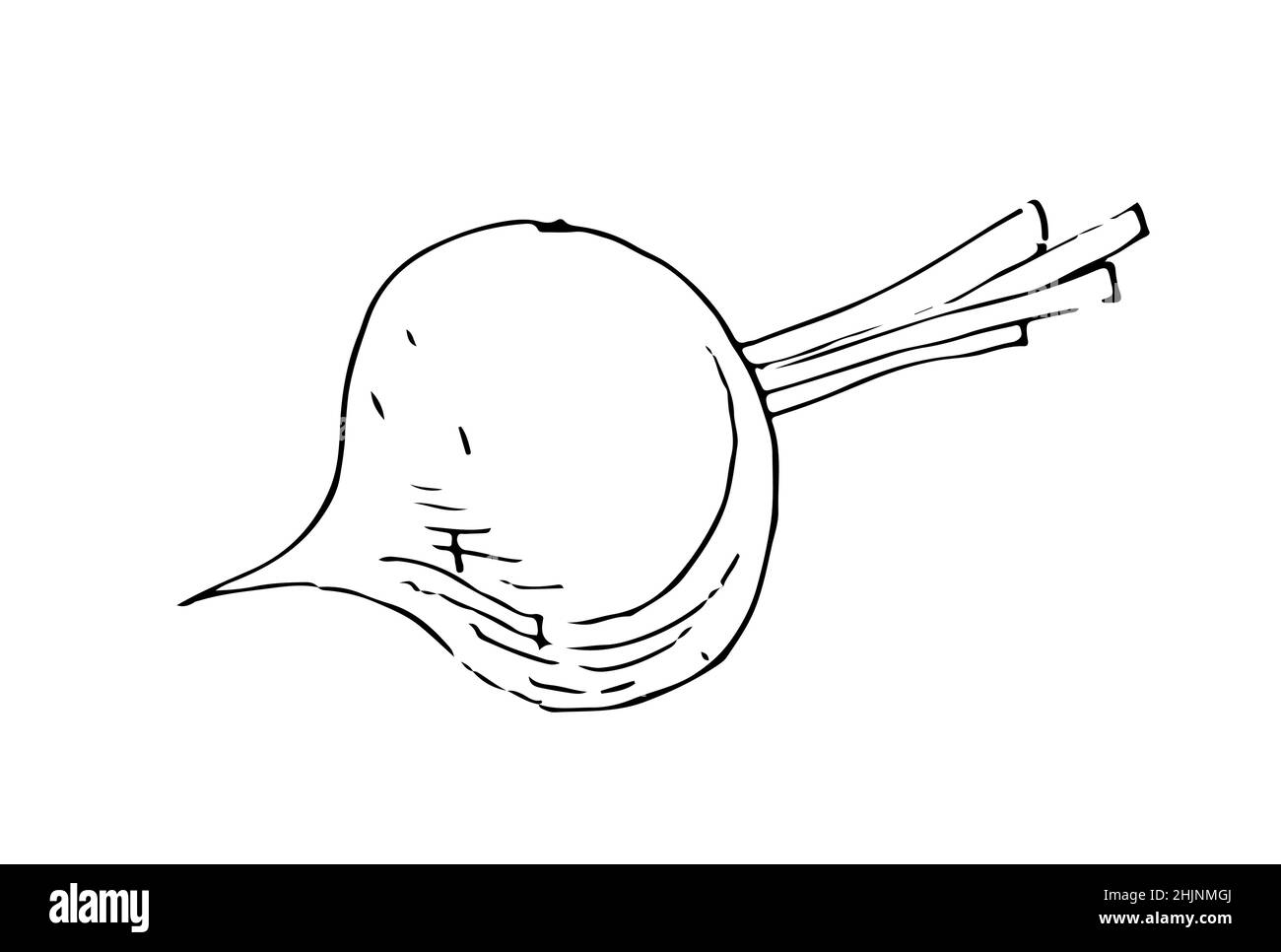 Beet ripe vegetable. Edible vegetable fruit. Hand drawing outline ...
