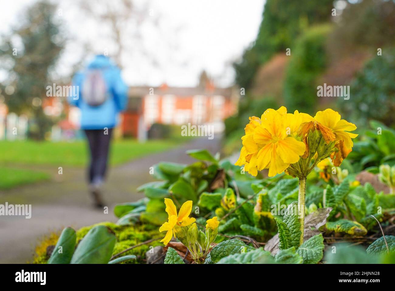 Woman walking through a park hi-res stock photography and images - Alamy