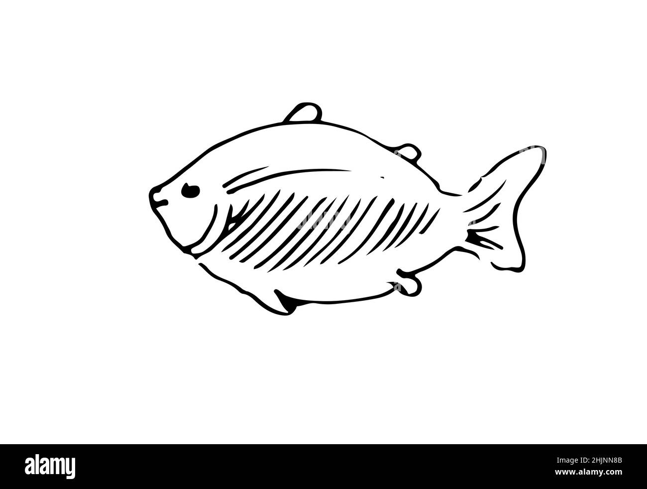 Wild fish. Aquatic animal character. Underwater world. Outline sketch ...