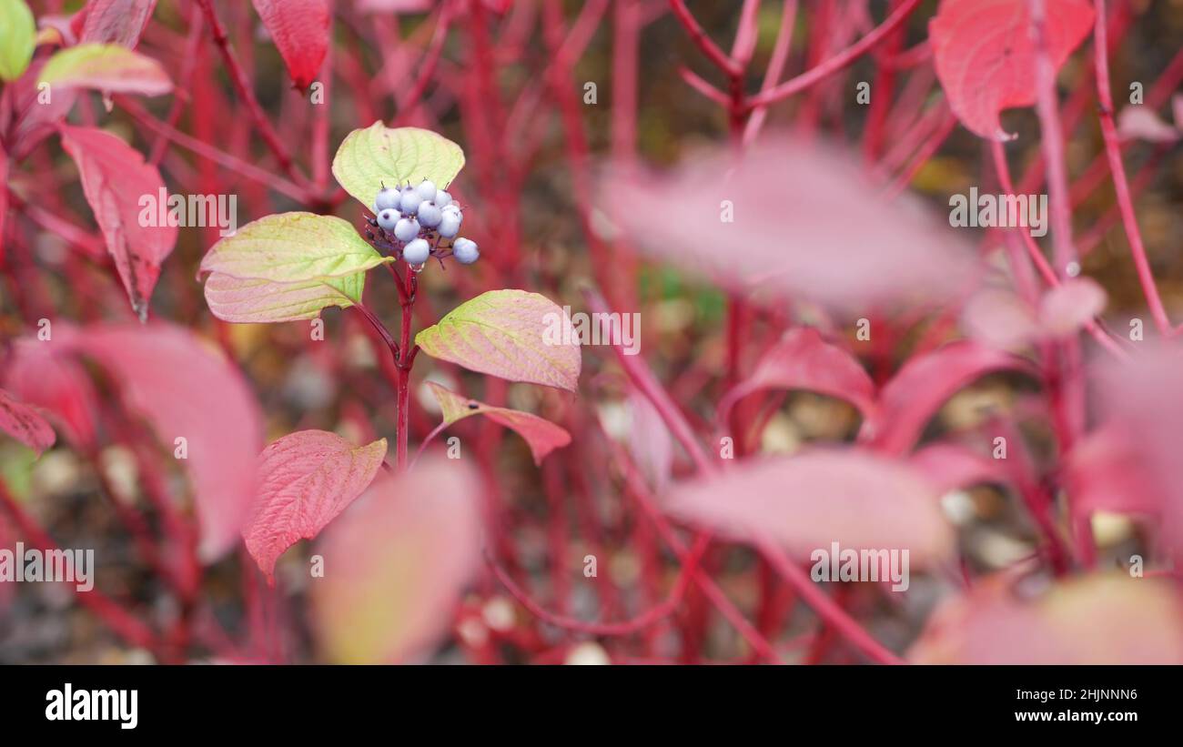 Red autumn leaves, wild dogwood berry fall leaf in forest or woods ...