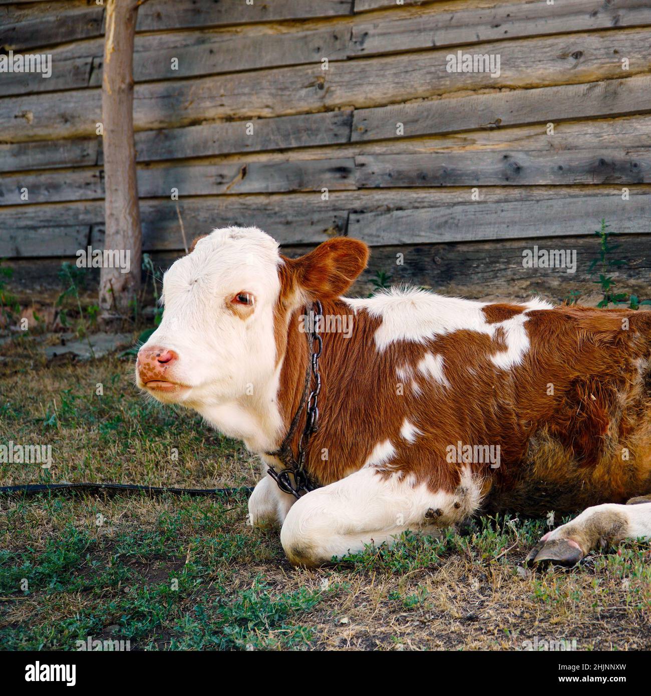 A young cow is lying by the barn Stock Photo - Alamy